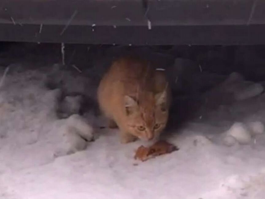 Рыжий котенок на улице