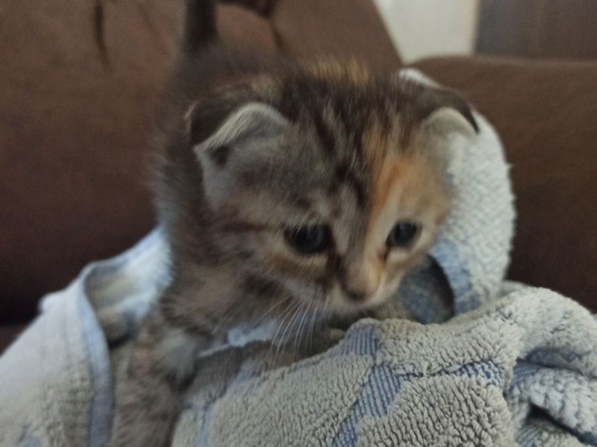 Шотландская вислоухая