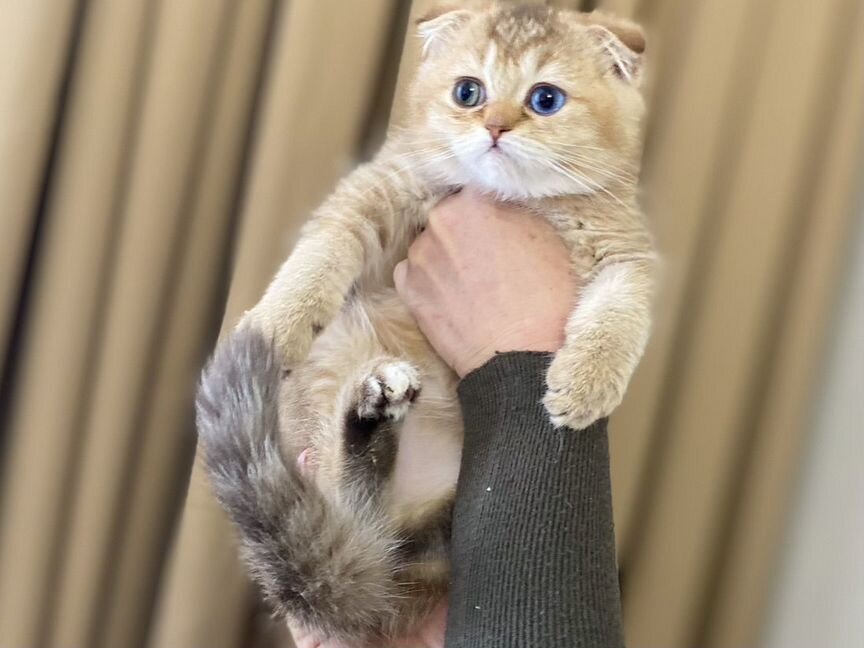 Шотландский котенок