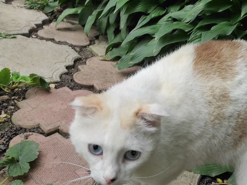 Найдёныш блондинка голубоглазая кошка