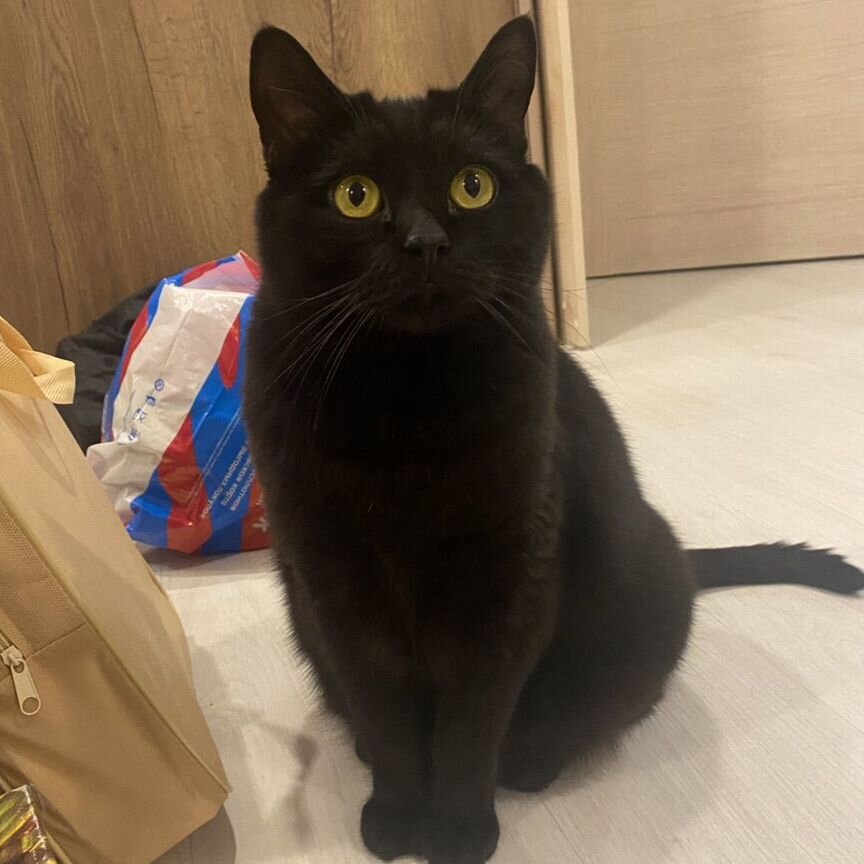 Британский кот