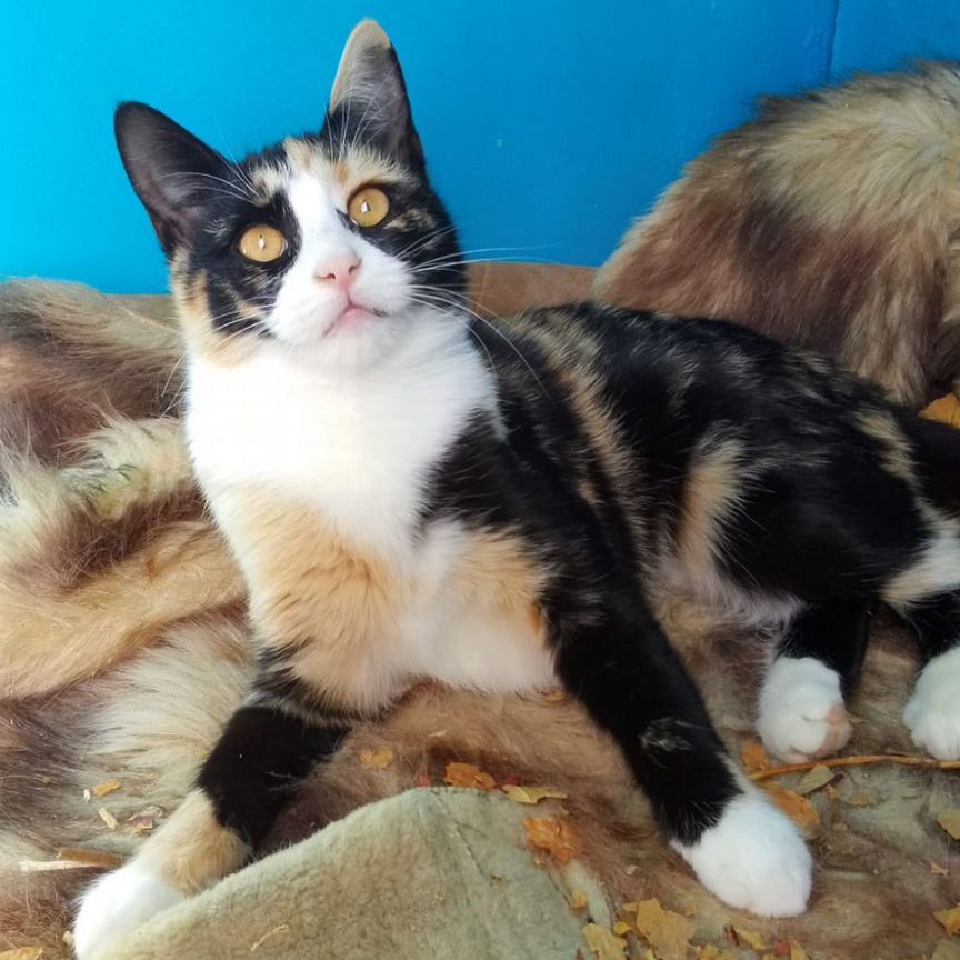 Ищет добрые руки