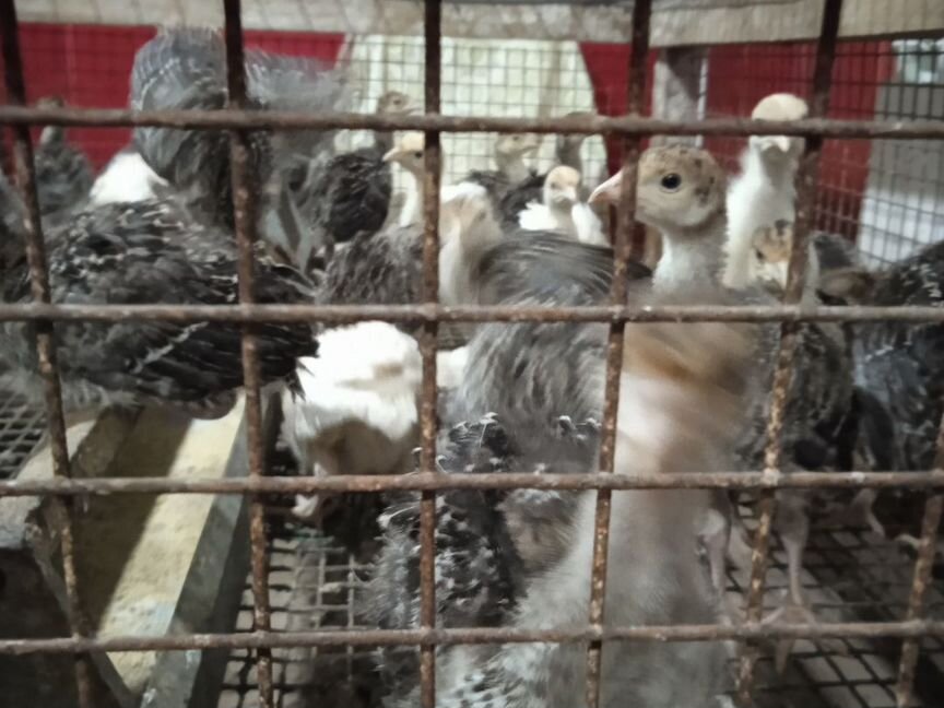 Индюшата подрощенные