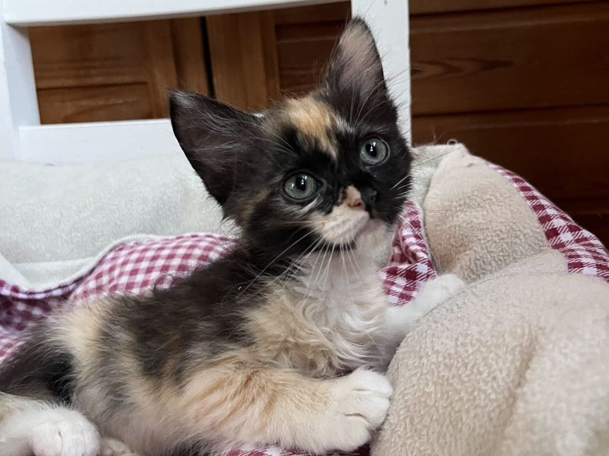 Котенок Пеструшка