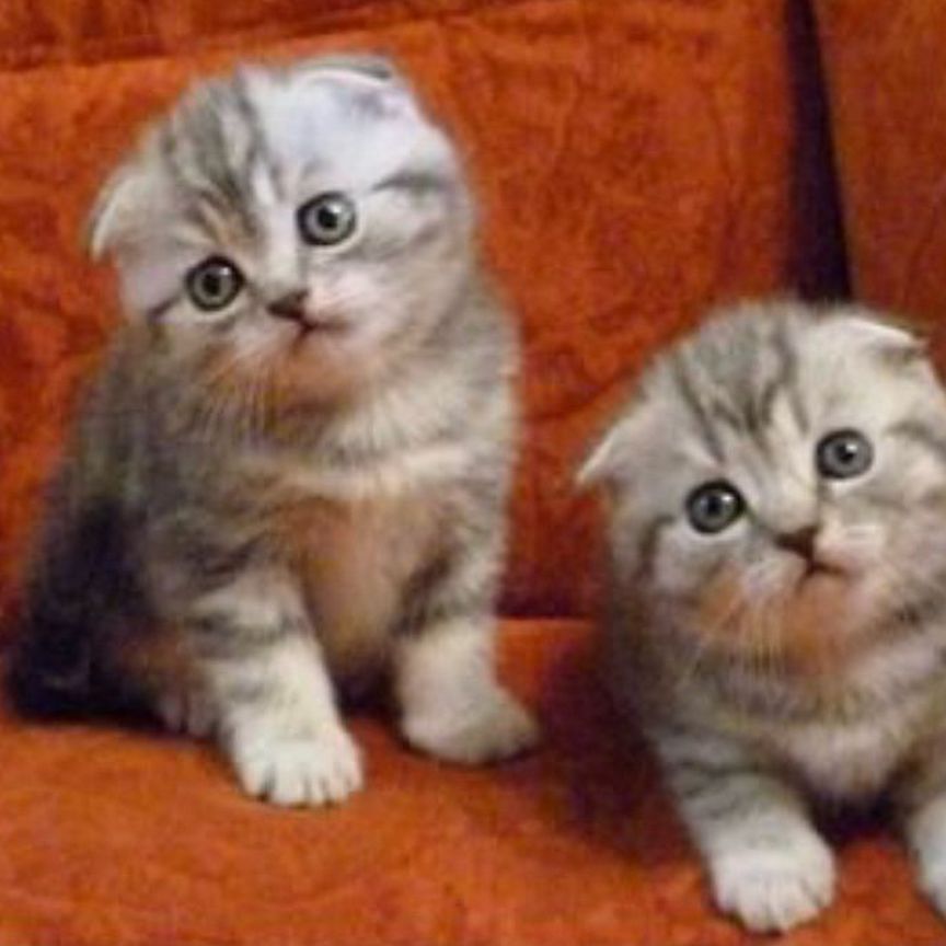 Шотландский вислоухий короткошёрстный котёнок