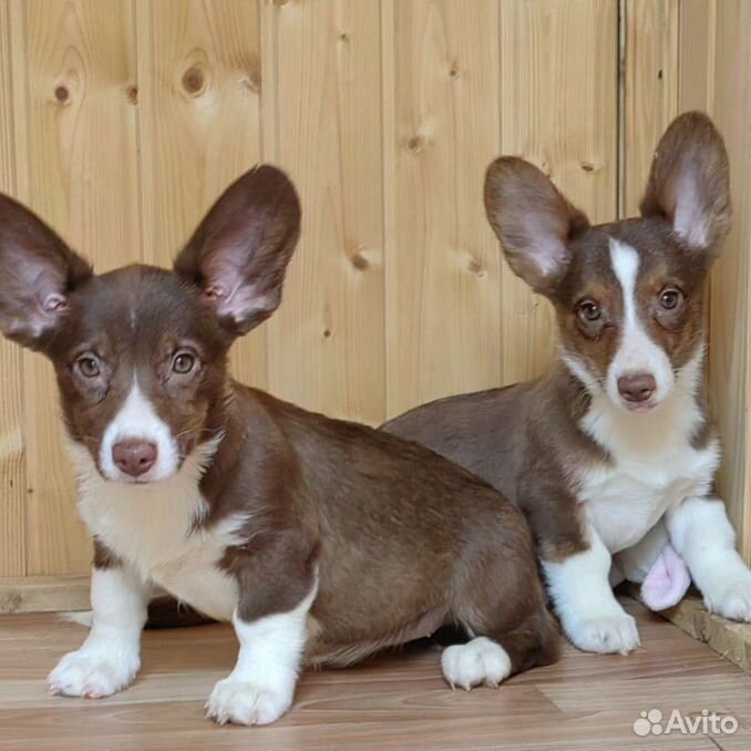 Вельш корги окрас коричневый щенки