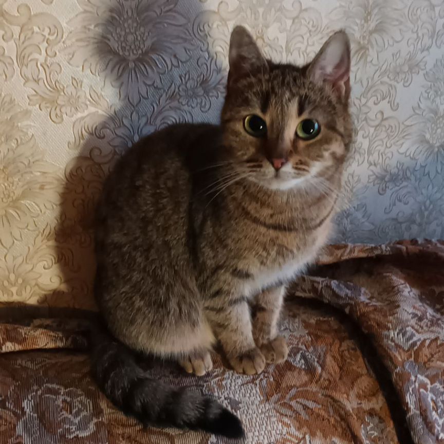 Взрослая, кошка в добрые руки