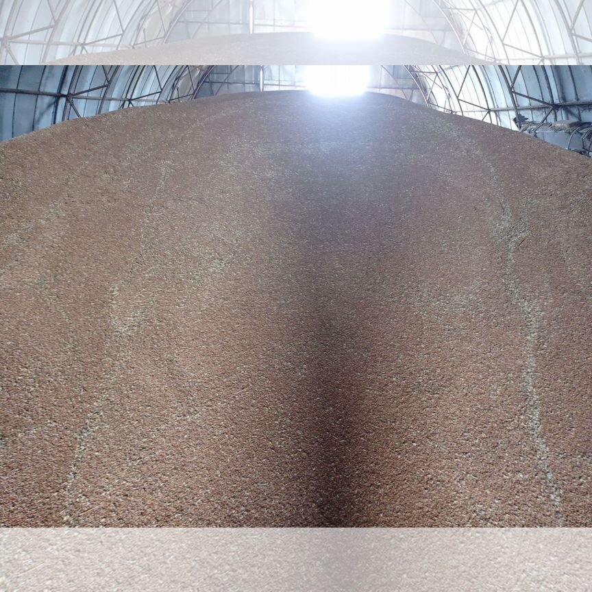 Зерно пшеница