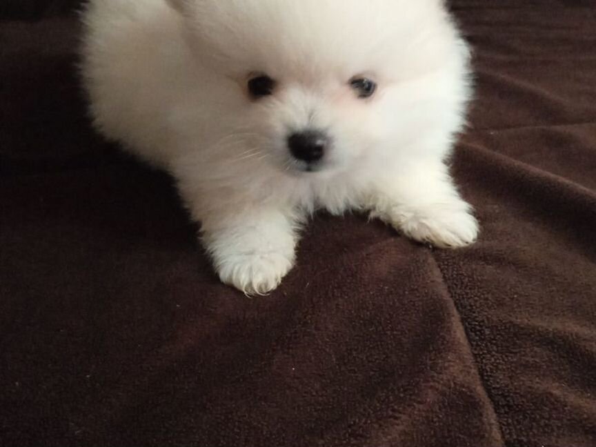 Мини детки готовы к новому дому