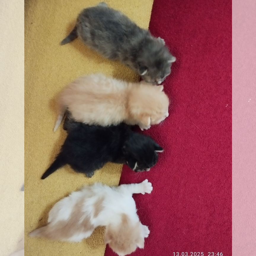 Котята в добрые руки