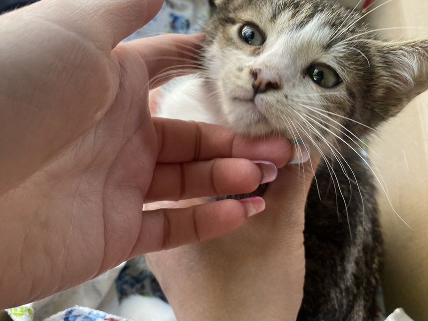 Котята в добрые руки бесплатно