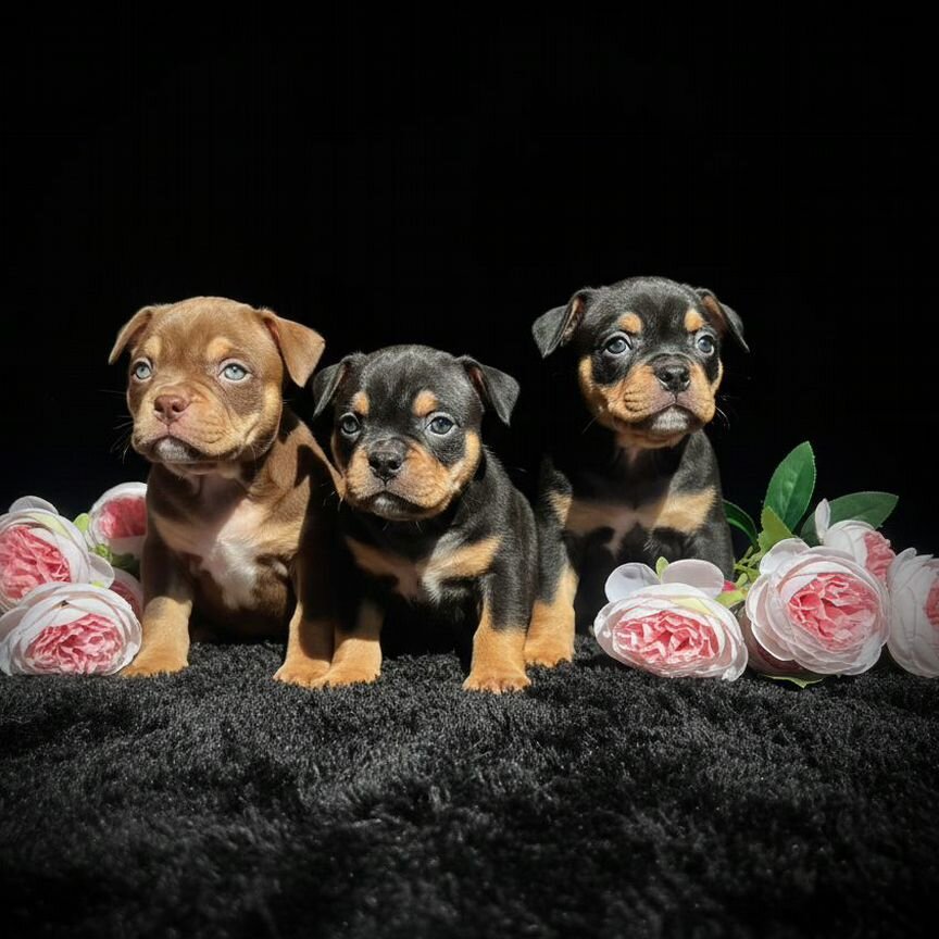 Американский булли, щенок