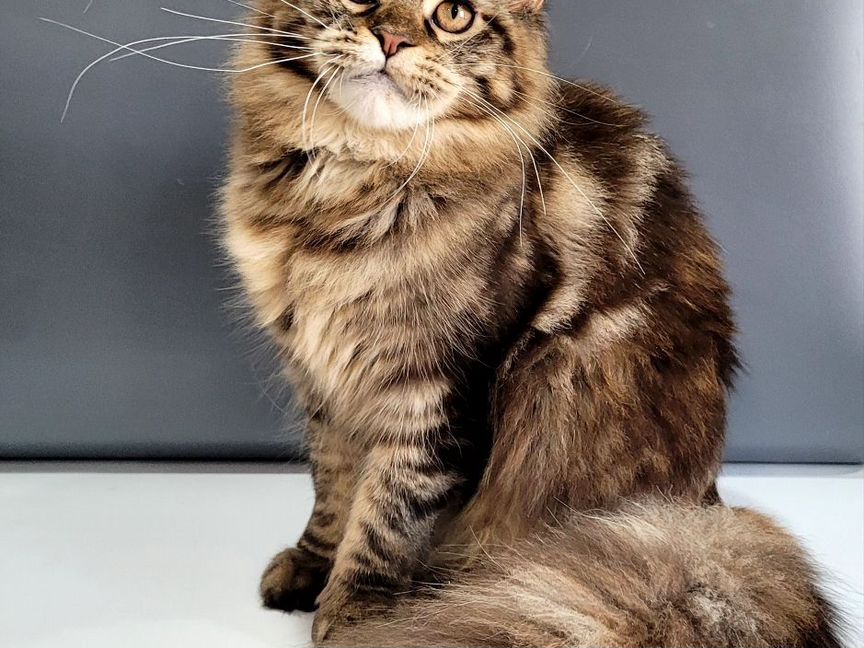 Мейн-кун самки