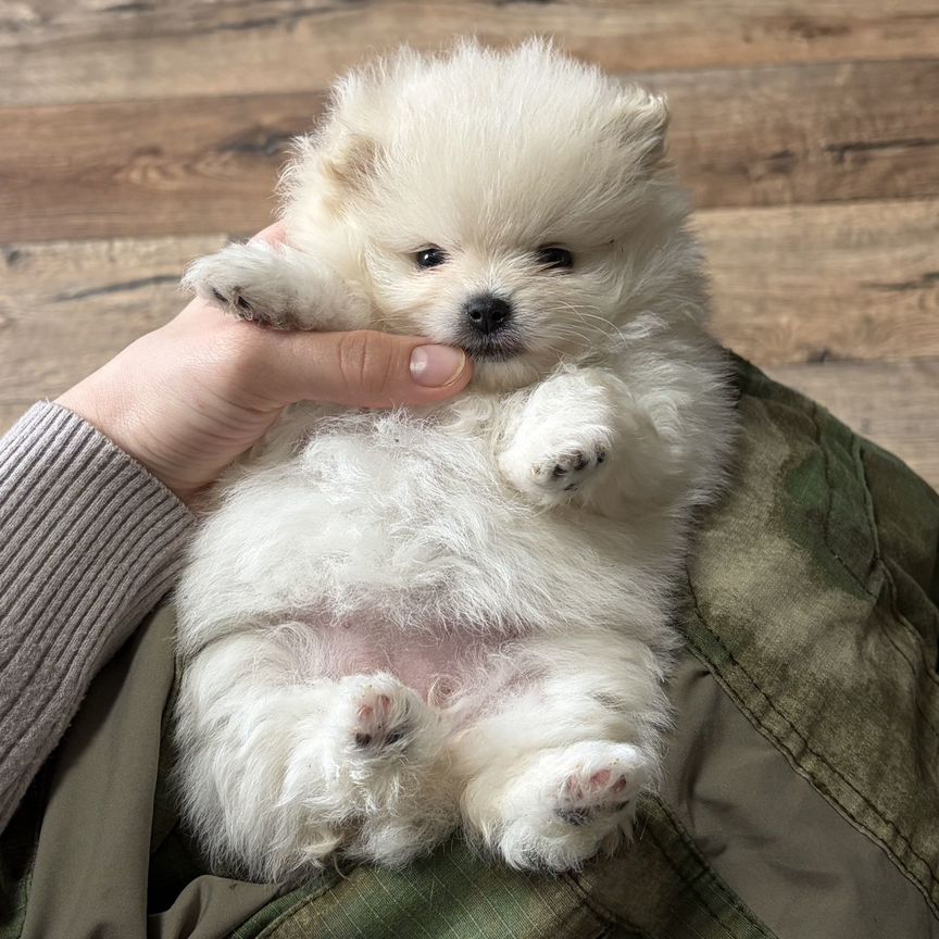 Померанский шпиц, щенок