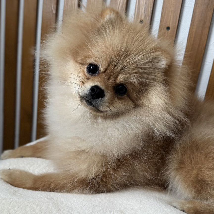 Померанский шпиц, щенок