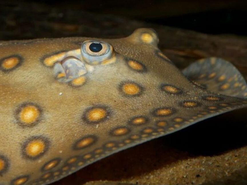 Скат Моторо