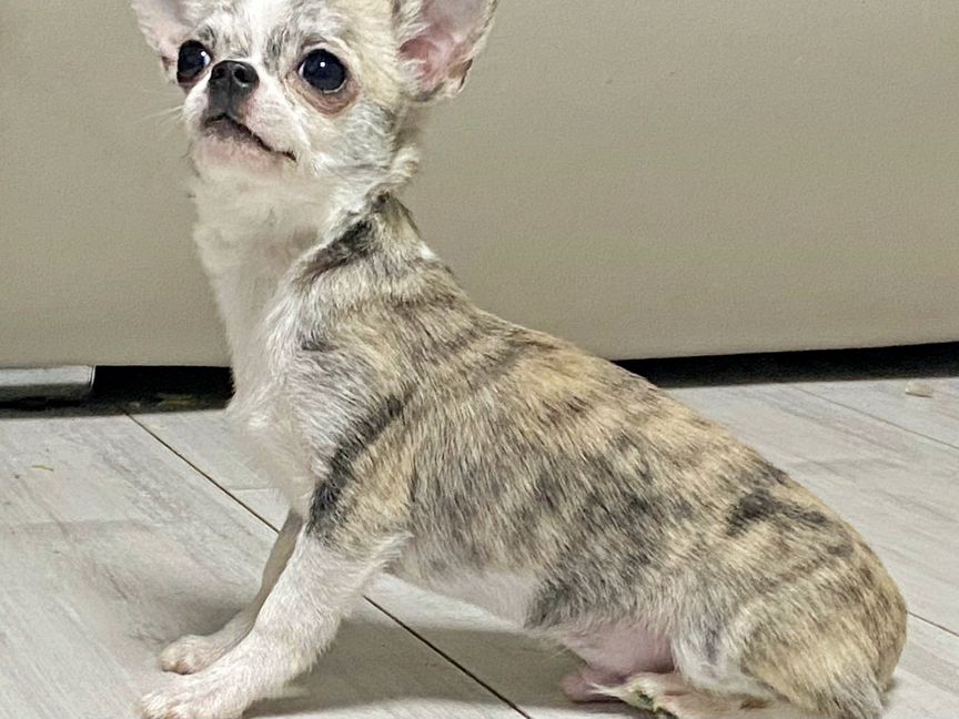 Тигровый Питон