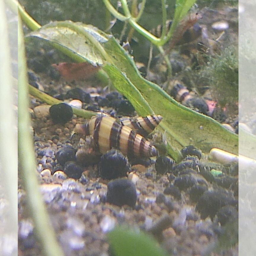 Улитка хелена