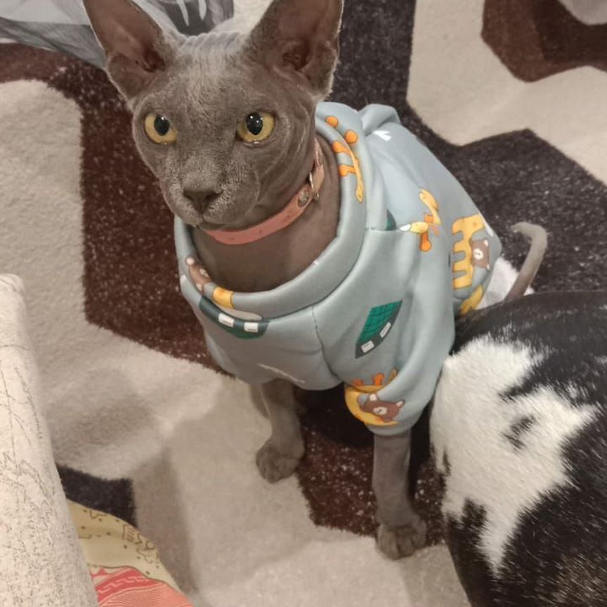 Продам кота 1 год