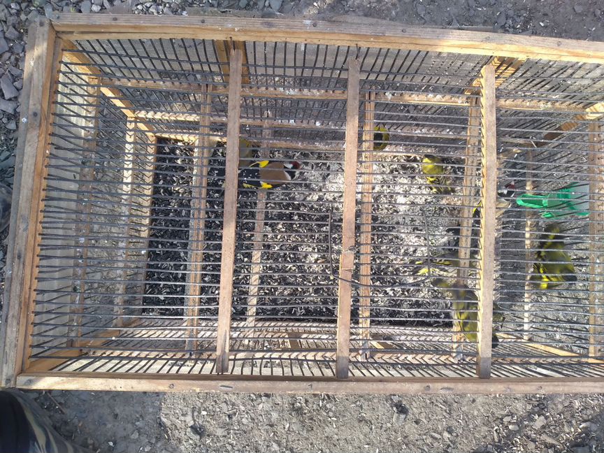 Чижики дубари щеглы репелка