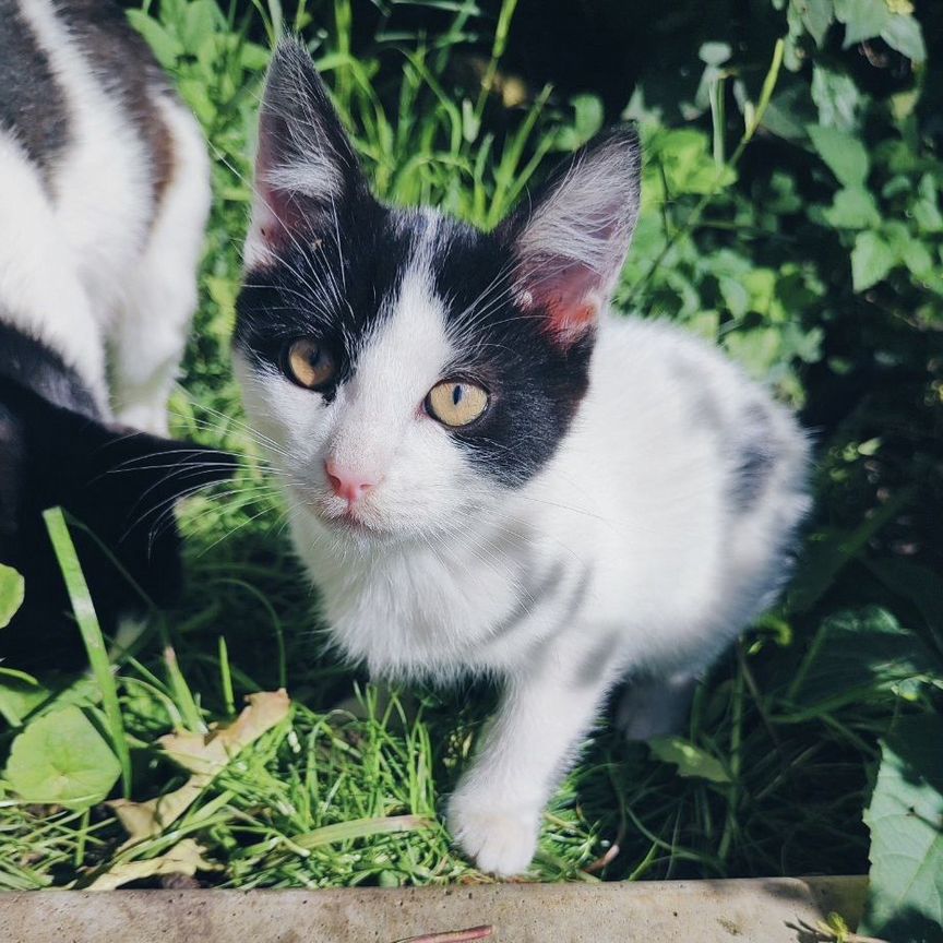 Котенок ищет дом