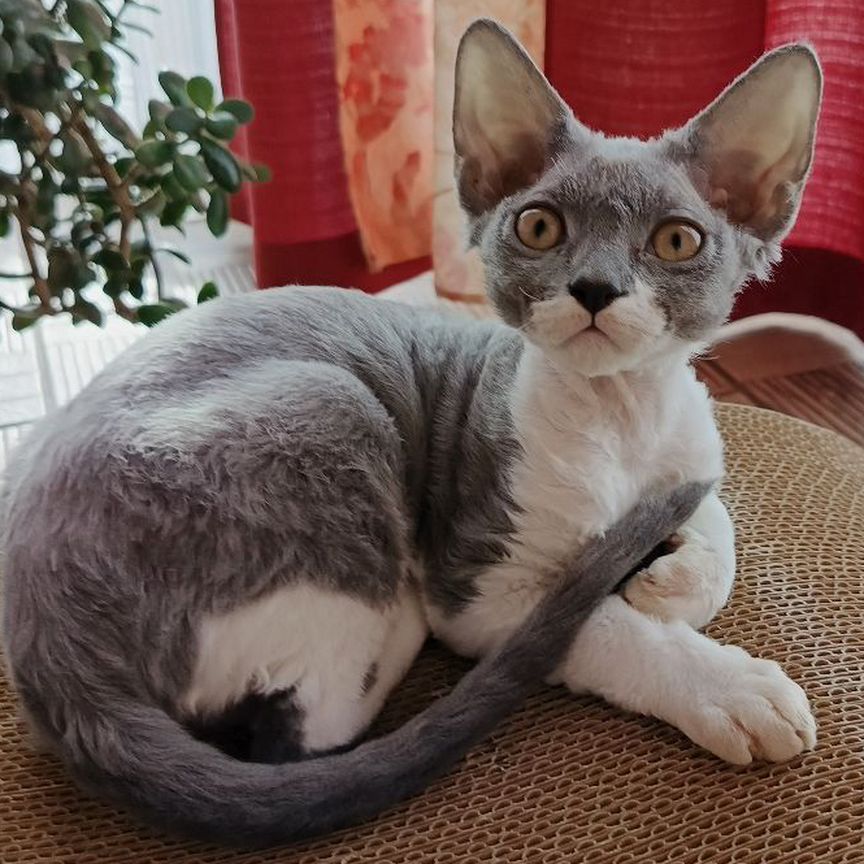 Девон-рекс котёнок