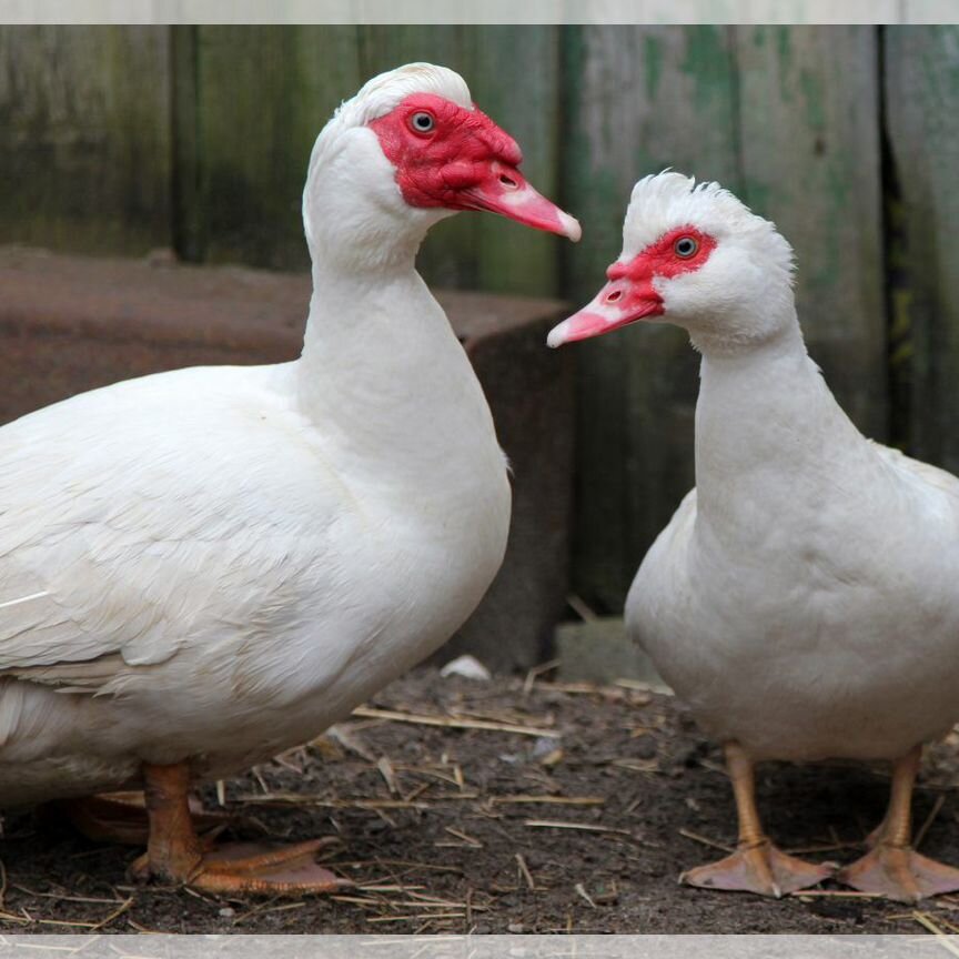 Семья индоуток тяжелой французской линии фирмы гри