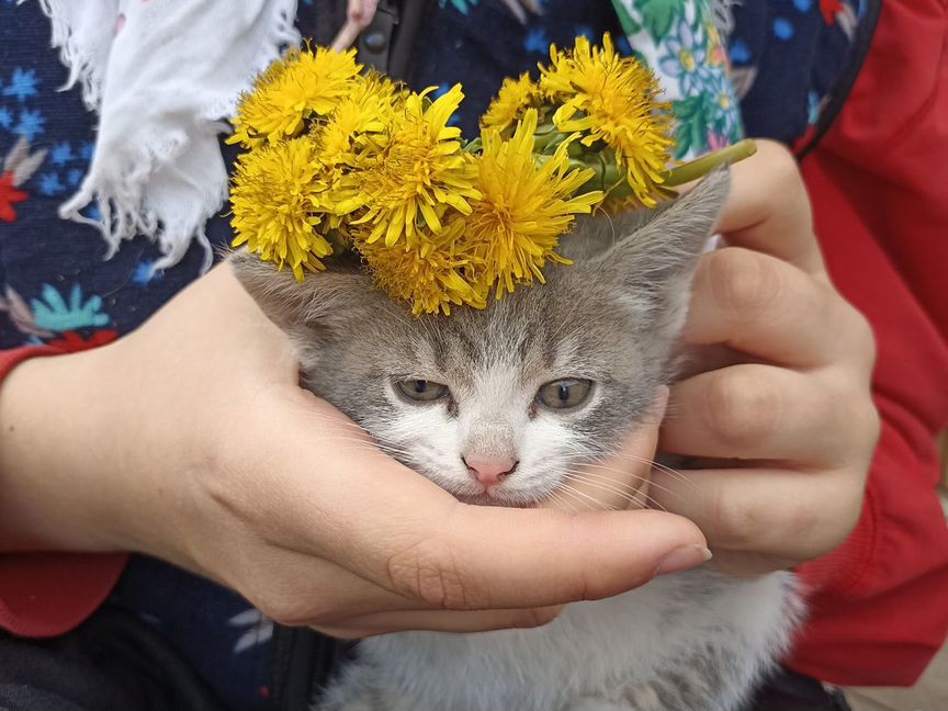 Отдам котенка в добрые руки