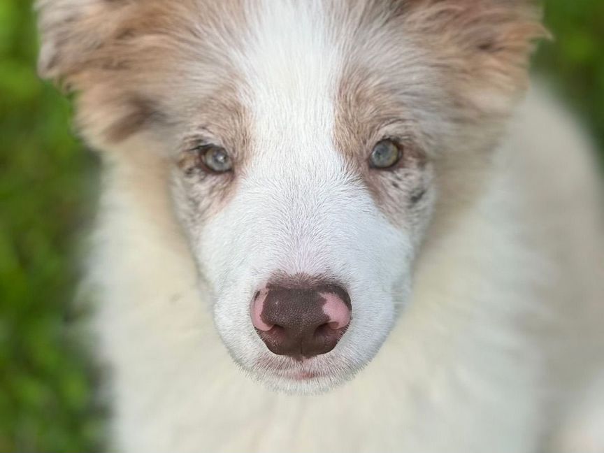 Бордер колли мальчик