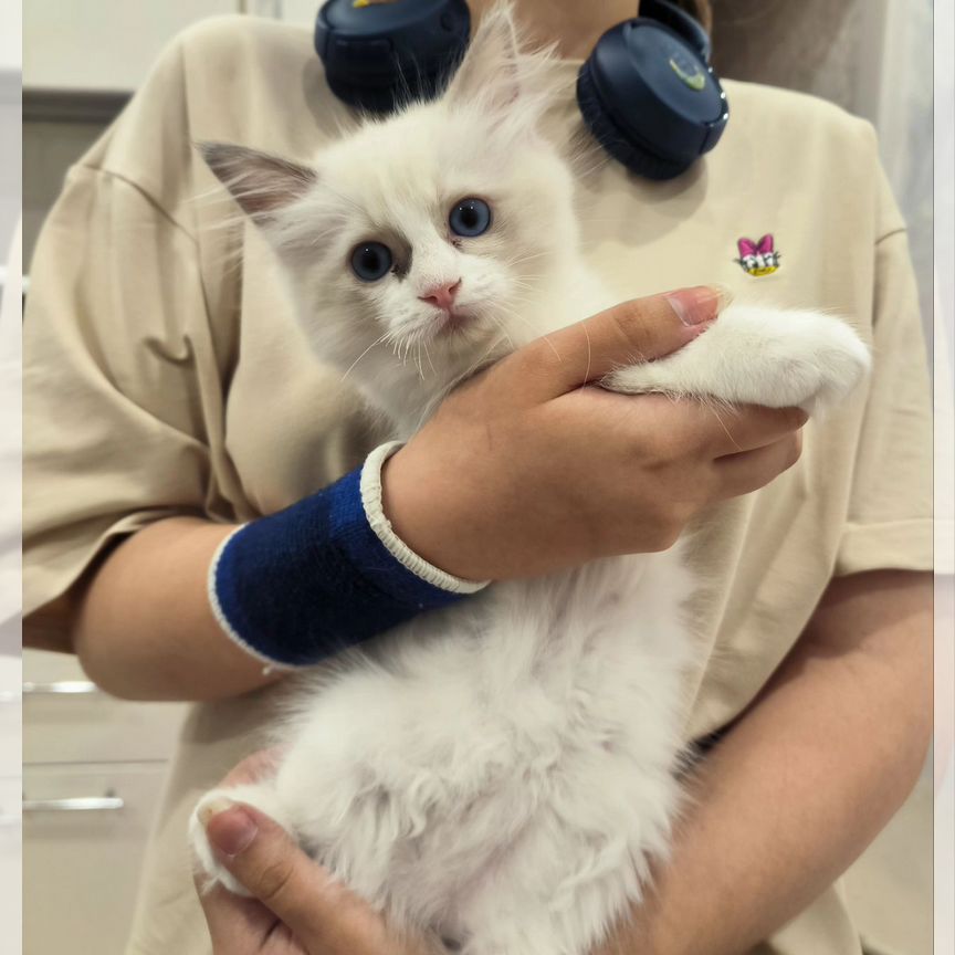 Кошечка регдолл