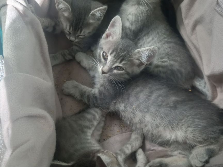 Котята в добрые руки. Живут на улице