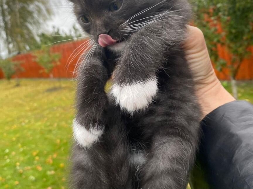 Шотланский котенок