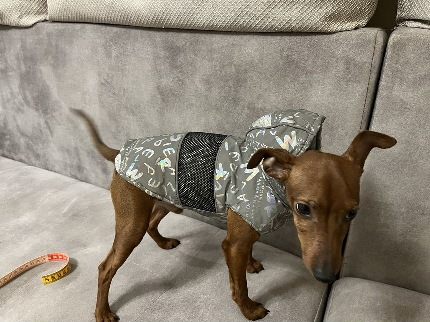 Жилетка для маленькой собаки