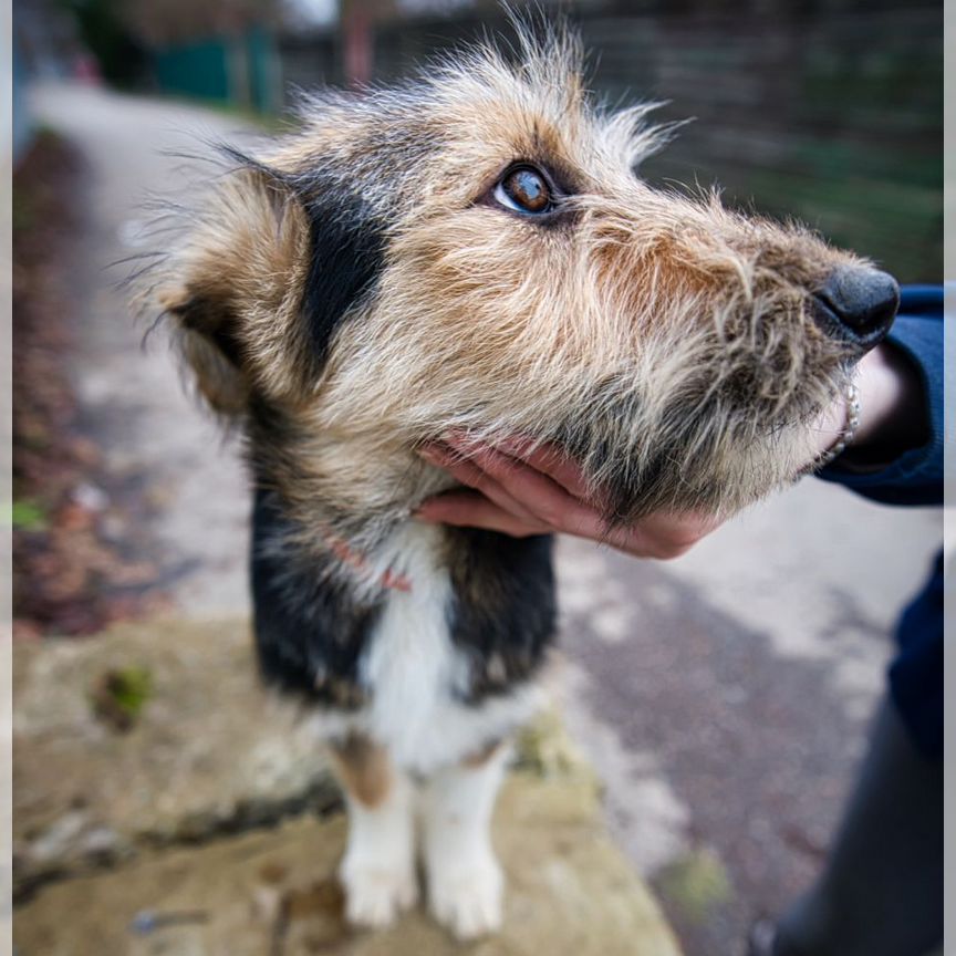 Эрдельтерьер, щенок