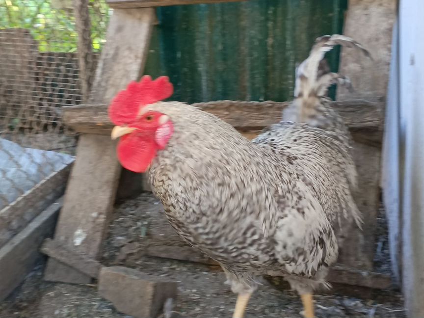 Петух Борковский барвистый