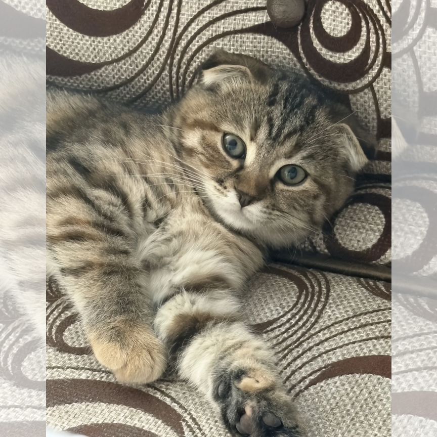 Шотландский вислоухий короткошёрстный котёнок