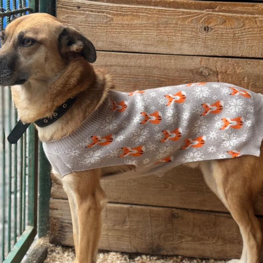 Бивис - собака из приюта