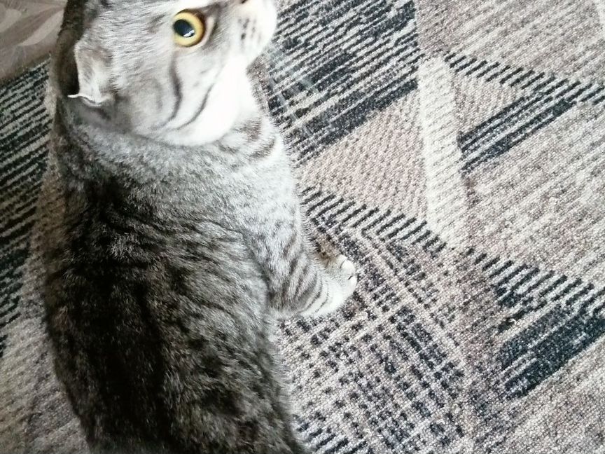 Шотланский котик на вязку опыт имеется