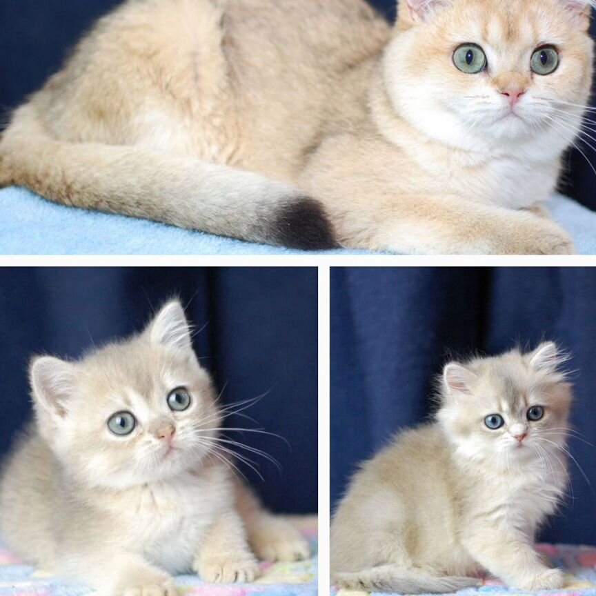Британские котята золотая шиншилла