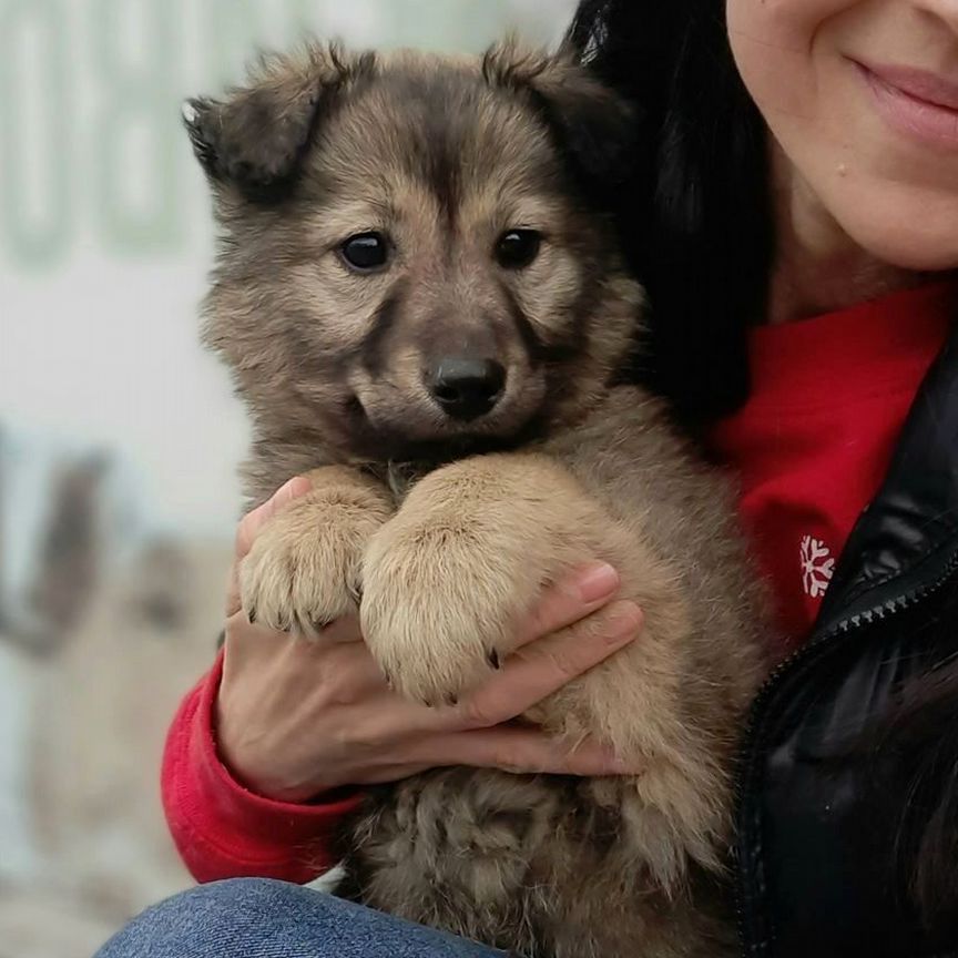 Щенок в добрые руки