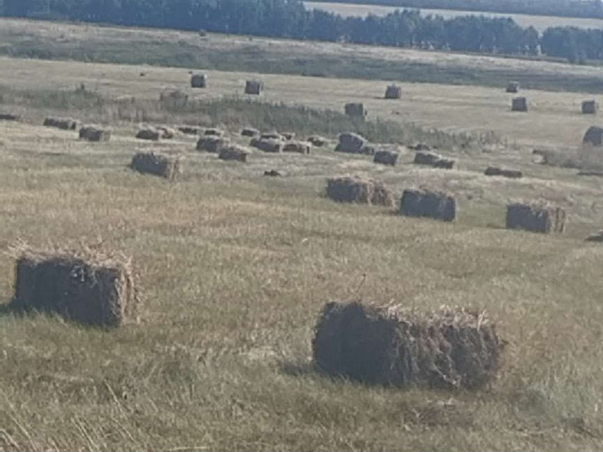 Сено солома в тюках