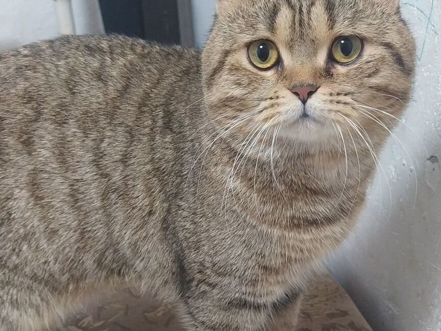 Британская шиншилла