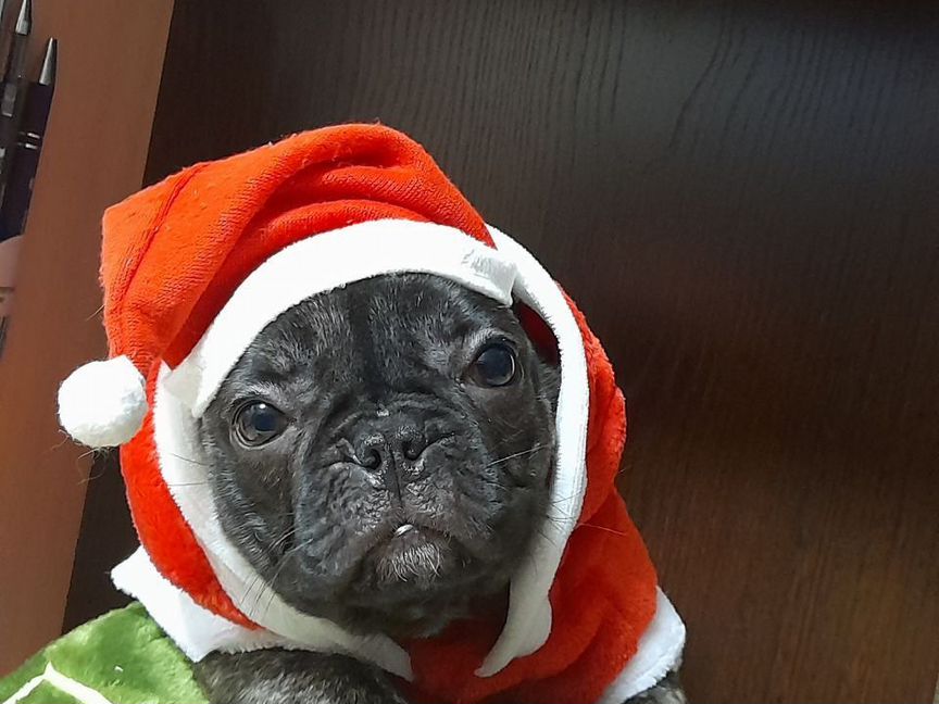 Французский бульдог мини