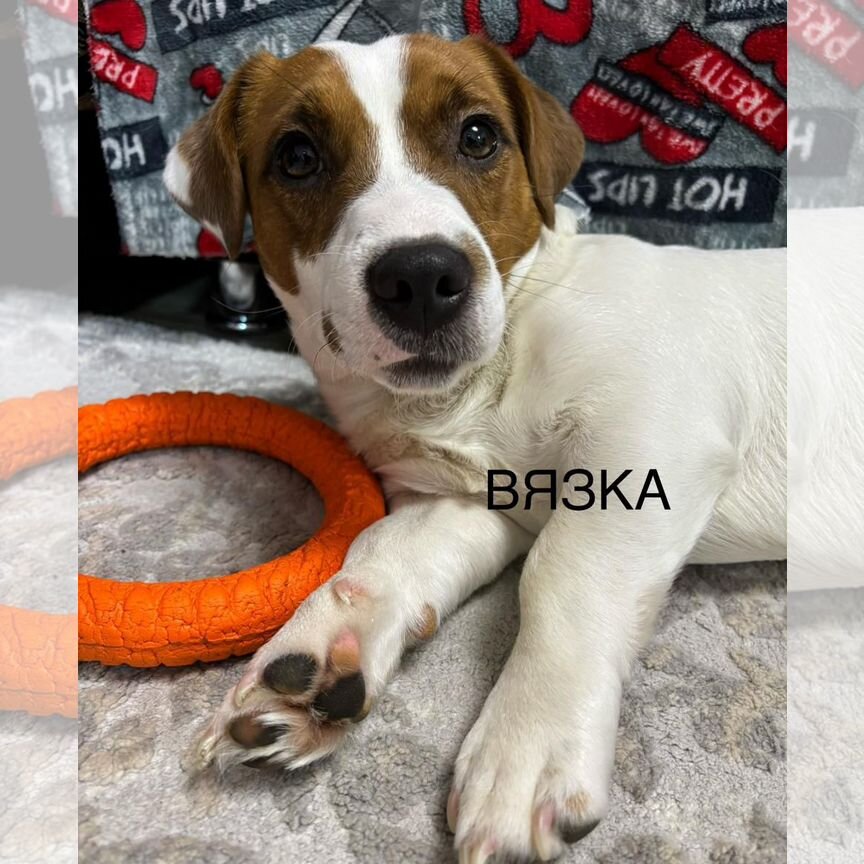 Джек-рассел-терьер, взрослая собака