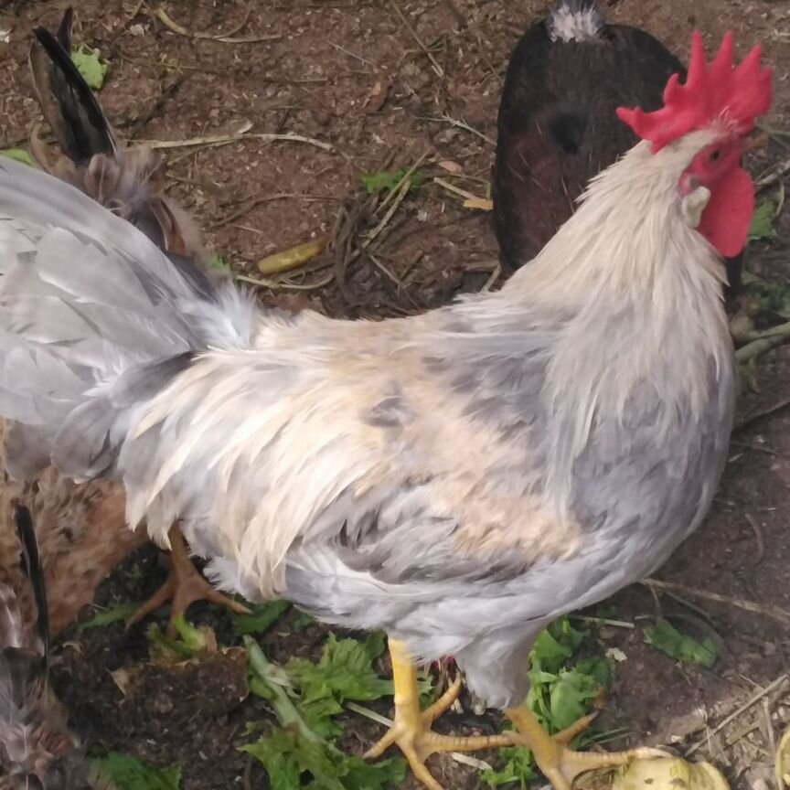 Петухи Легорн Изабелла