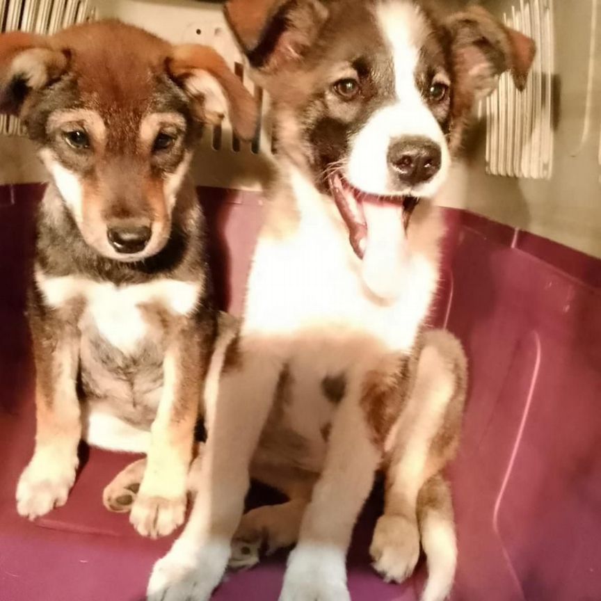 Малыши в добрые руки