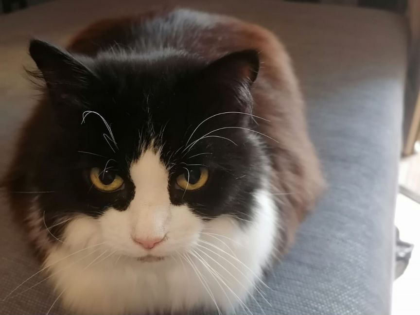 Кот