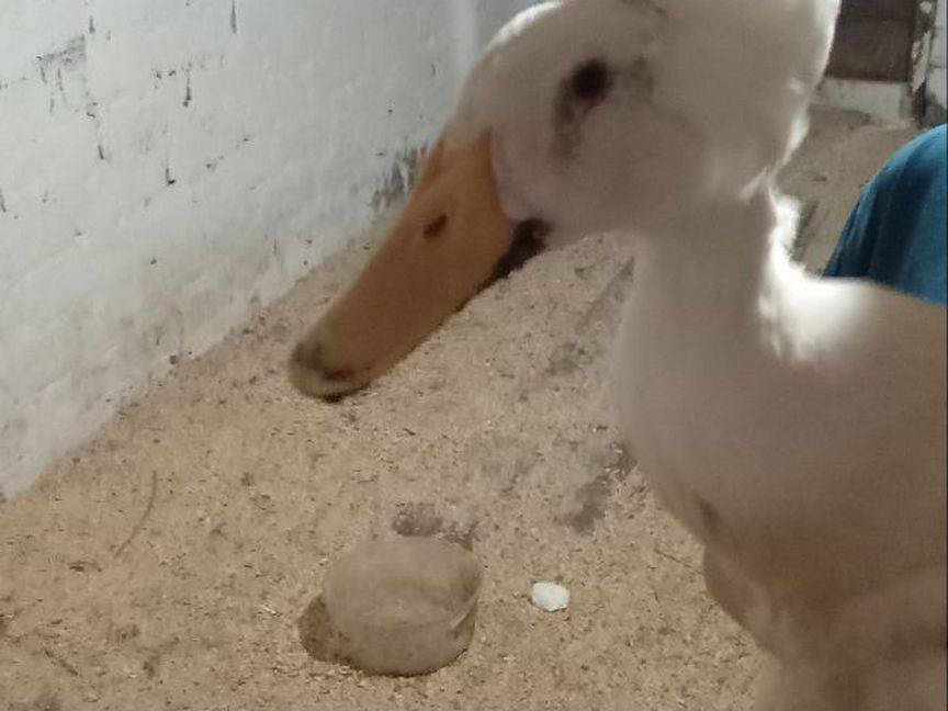 Бегунки хохлатки