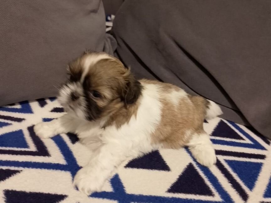 Щенки ши-тцу мини