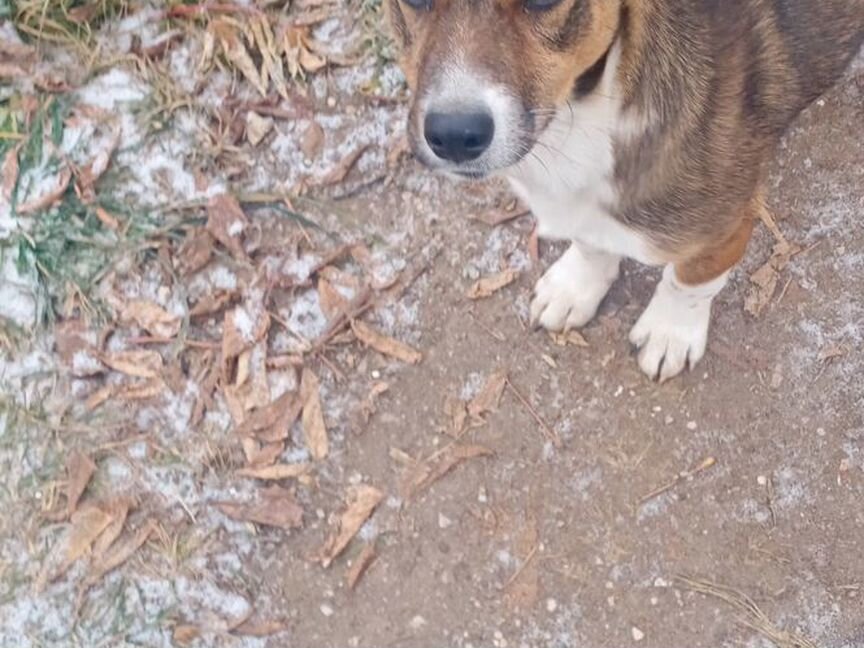 Щенок 4,5 мес